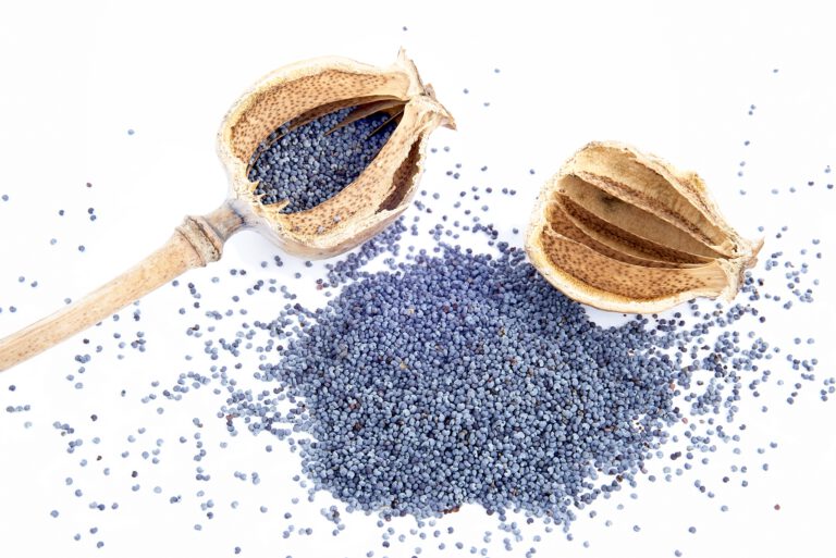 Nutriční hodnota – Český modrý mák