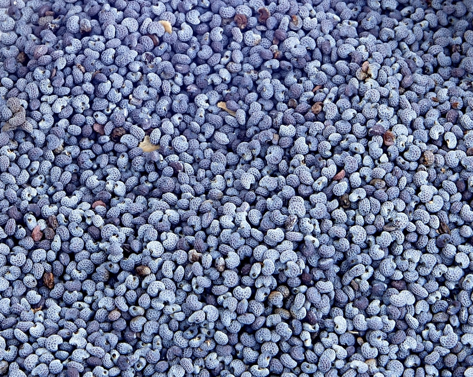 Nutriční hodnota – Český modrý mák